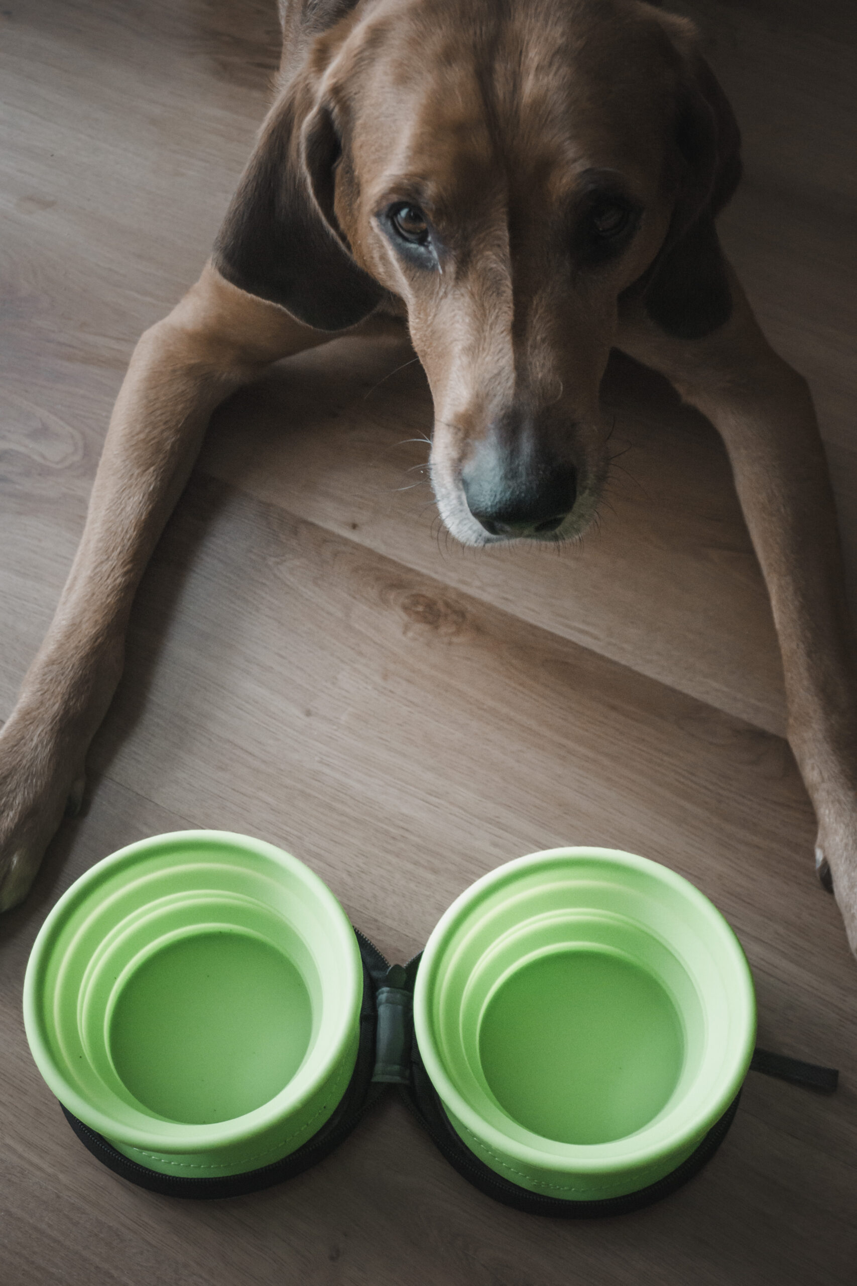 Miski turystyczne dla psa – must have na cały rok! - TROPEM OGARA